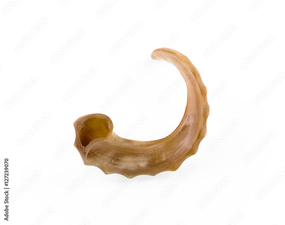 animal horn, isolated on a white background, close-up, top view Stock ...