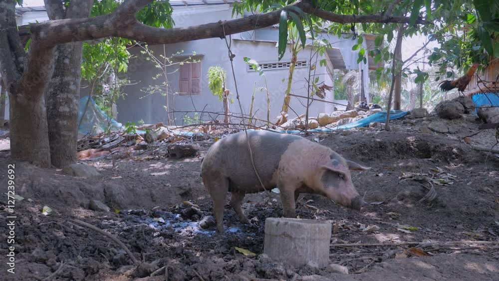 Pig covered in mud and tied up with rope defecating on the ground Stock ...