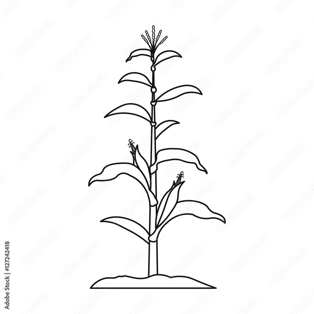 Corn icon in outline style isolated on white background. Plant symbol ...