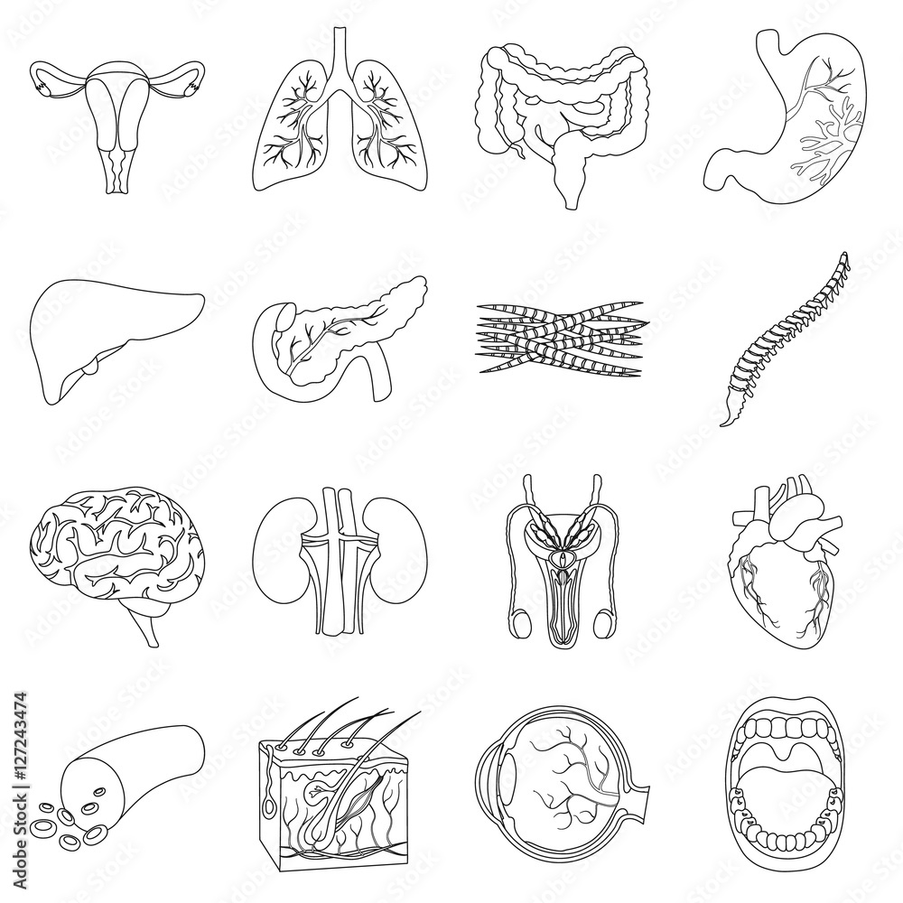 Organs set icons in outline style. Big collection of organs vector ...
