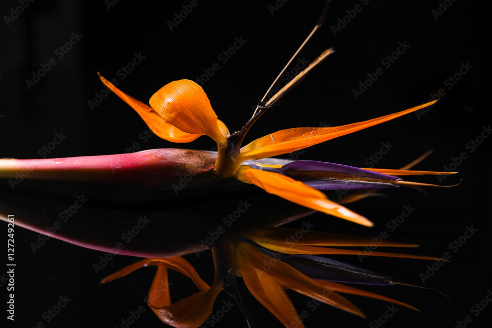 strelitzie Stock-Foto | Adobe Stock