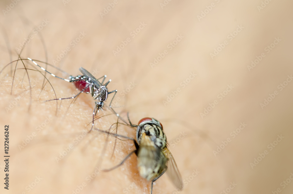 Macro and depth of field (DOF) effect of Albopictus Mosquito and flies ...