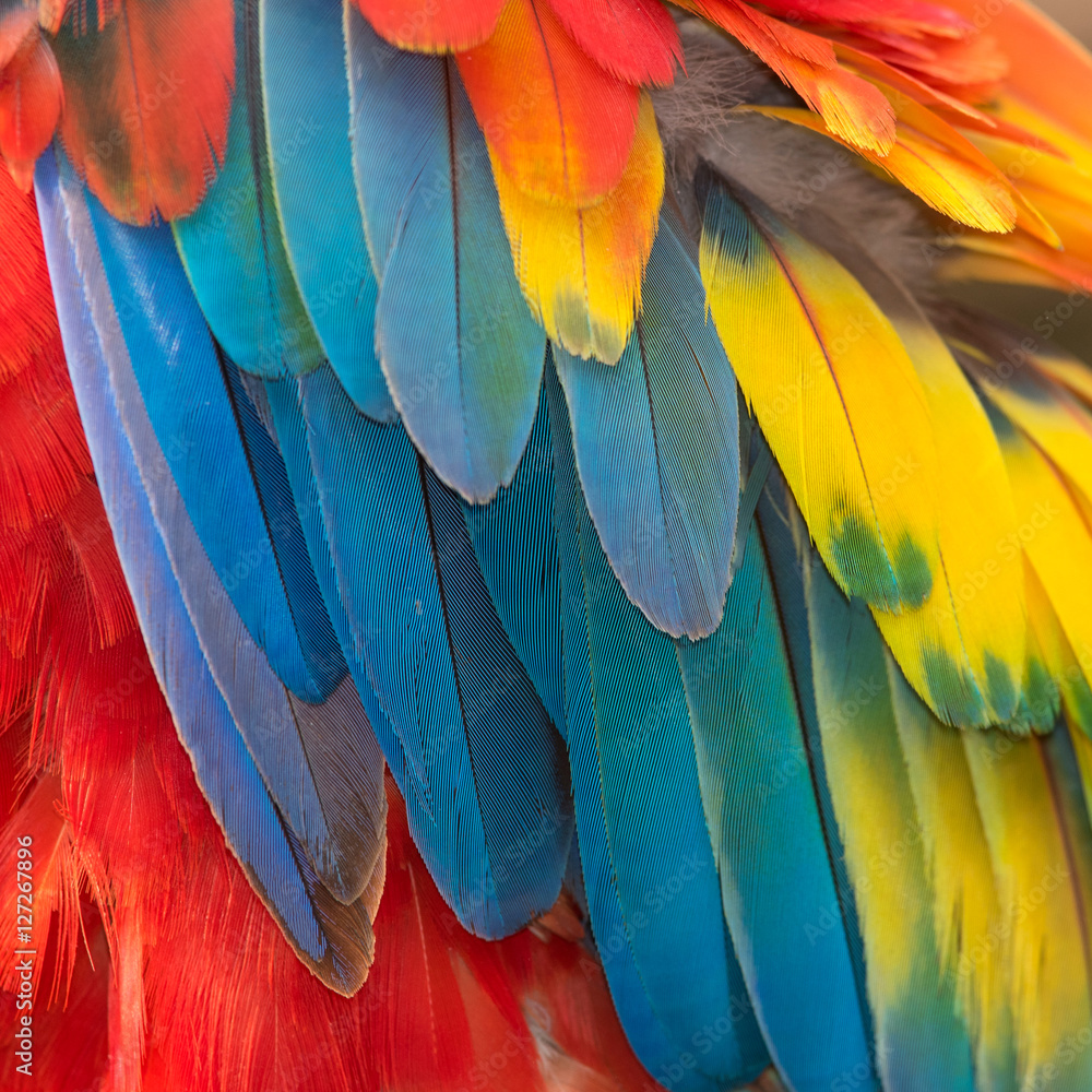 Colorful Bird Feathers