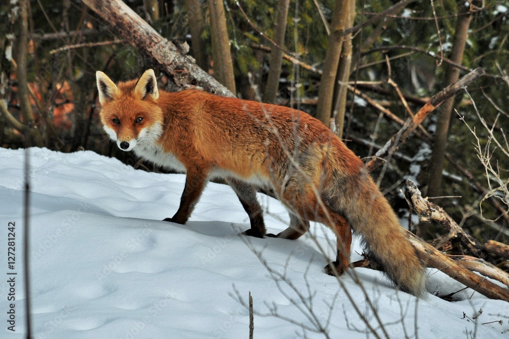 Renard roux (Vulpes vulpes) Stock Photo | Adobe Stock