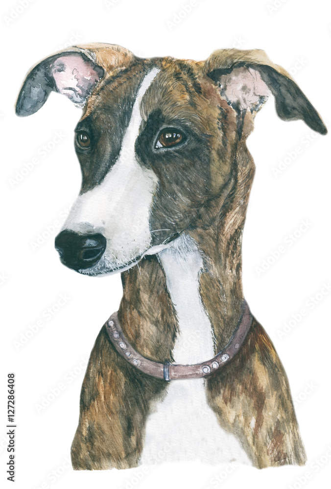 Whippet. Dog watercolor. Breed hound Stock Illustration | Adobe Stock
