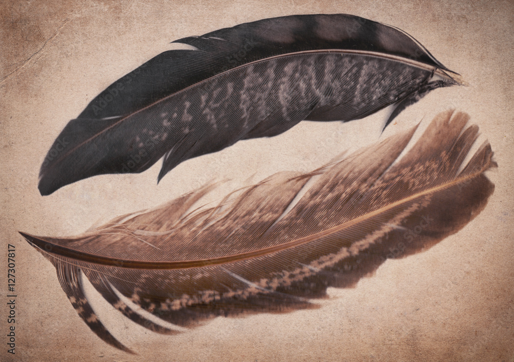 Old vintage paper texture background with feathers Stock Photo | Adobe ...