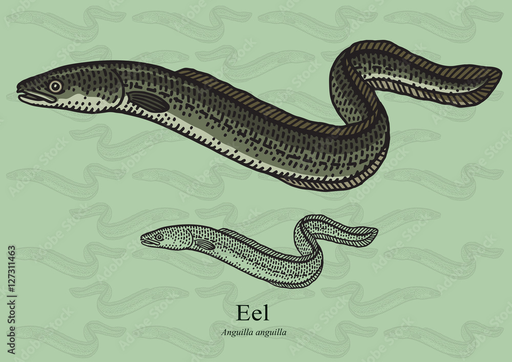 Eel. Vector illustration for artwork in small sizes. Suitable for ...