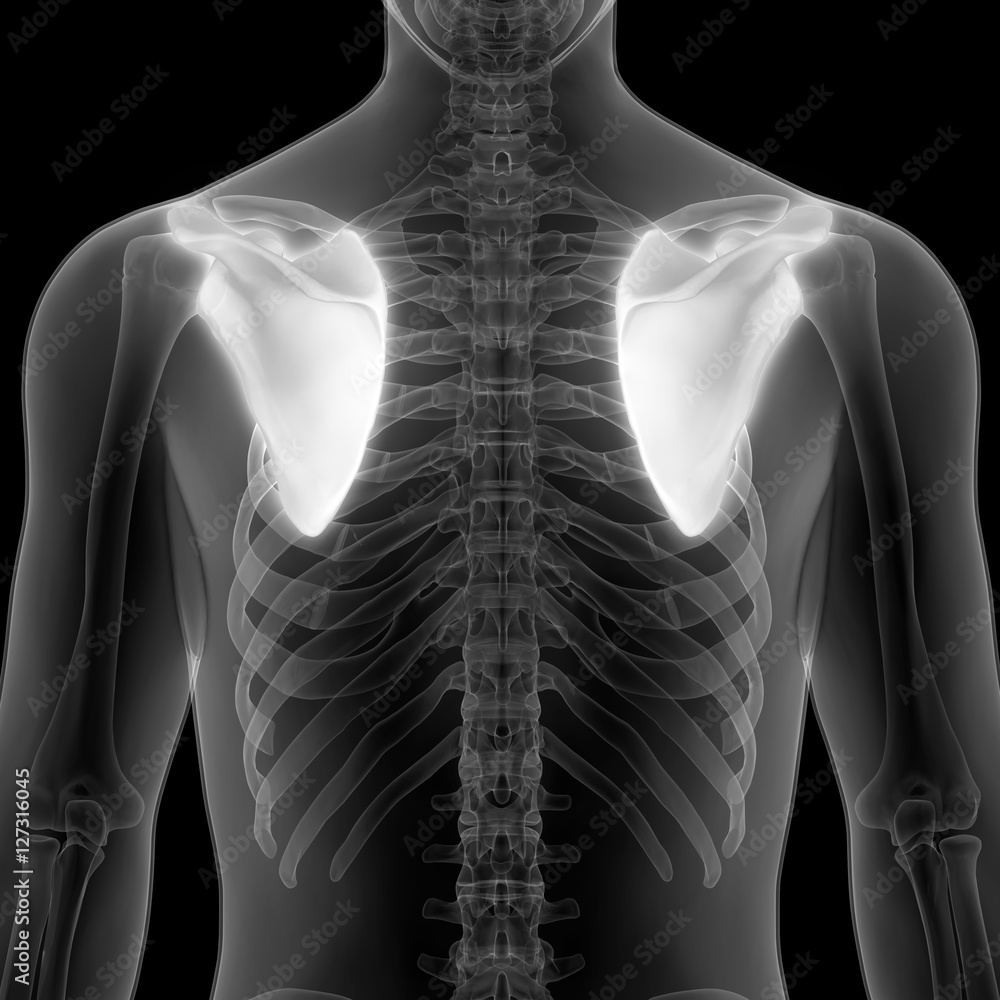 Human Body Bone Joint Pains (Scapula) in x-ray scan Stock Illustration ...