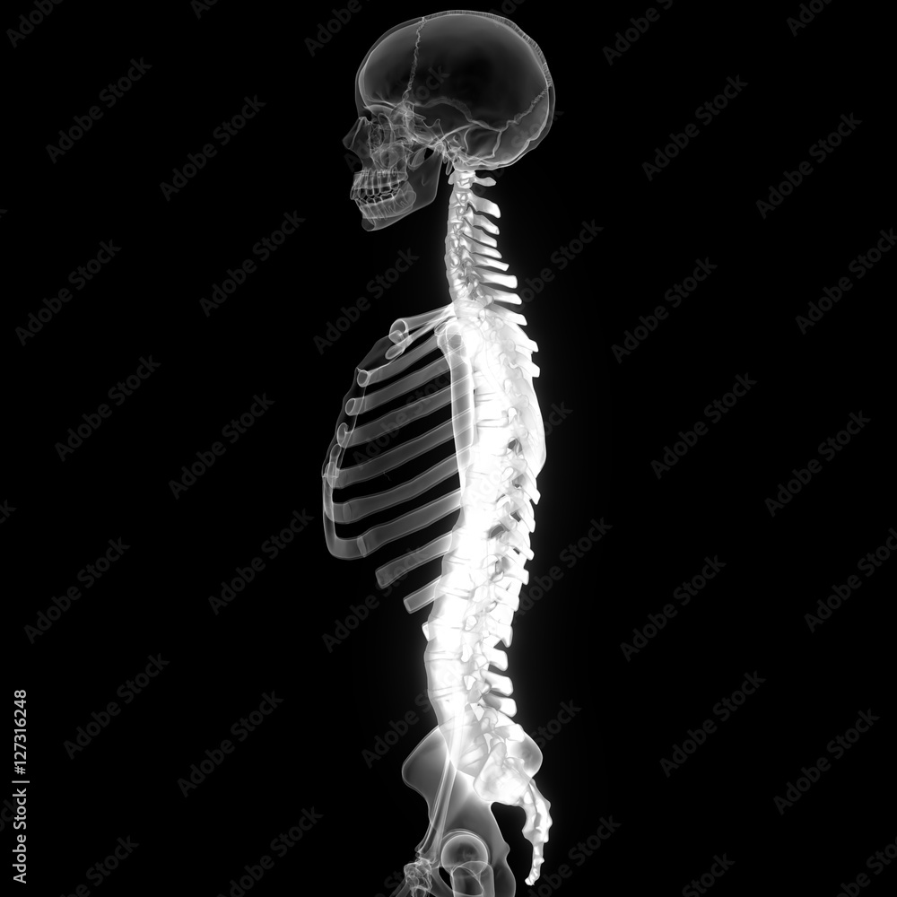Spinal cord a Part of Human Skeleton Anatomy in x-ray scan Stock ...