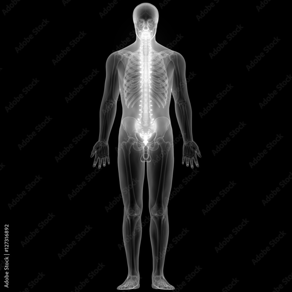 Spinal cord a Part of Human Skeleton Anatomy in x-ray scan Stock ...