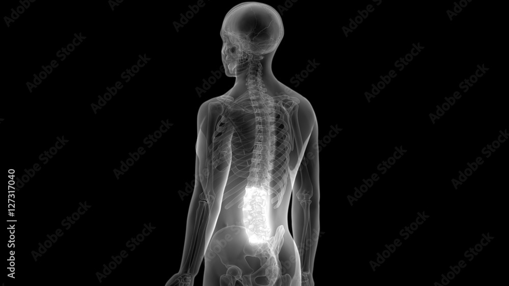 Spinal cord a Part of Human Skeleton Anatomy (Lumbar Vertebrae) in x ...