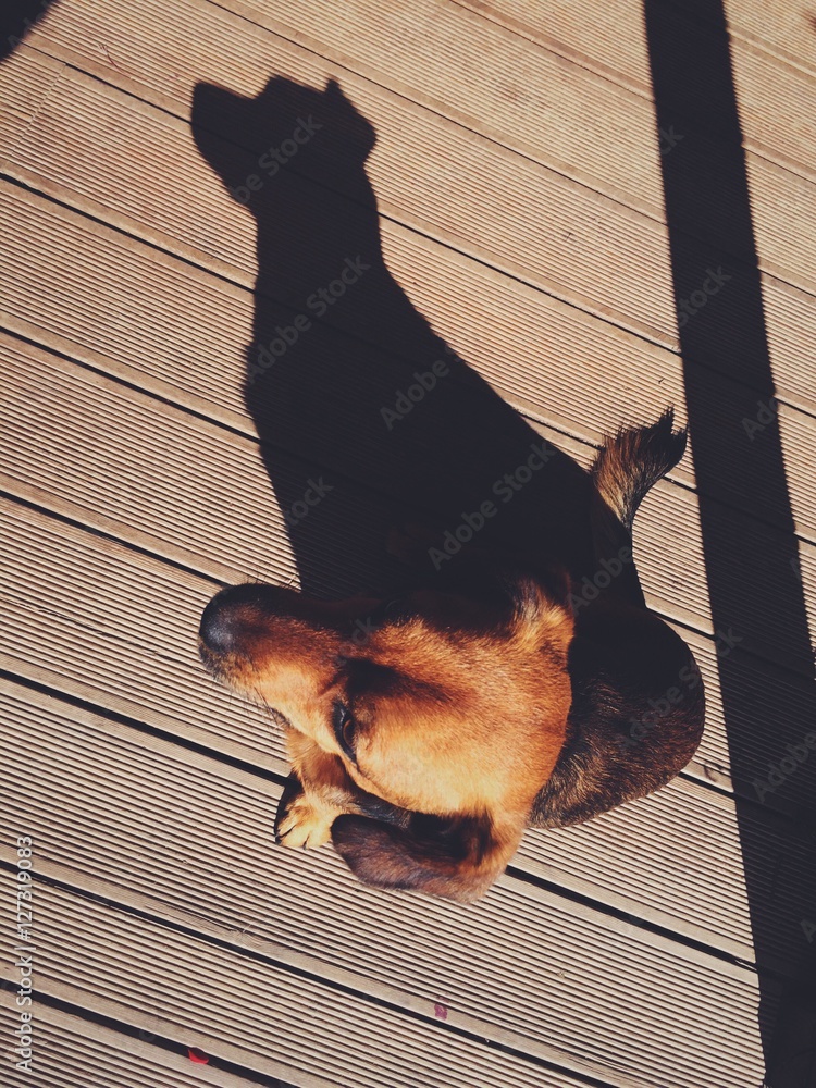 little puppy dog with a shadow big dog Stock Photo | Adobe Stock