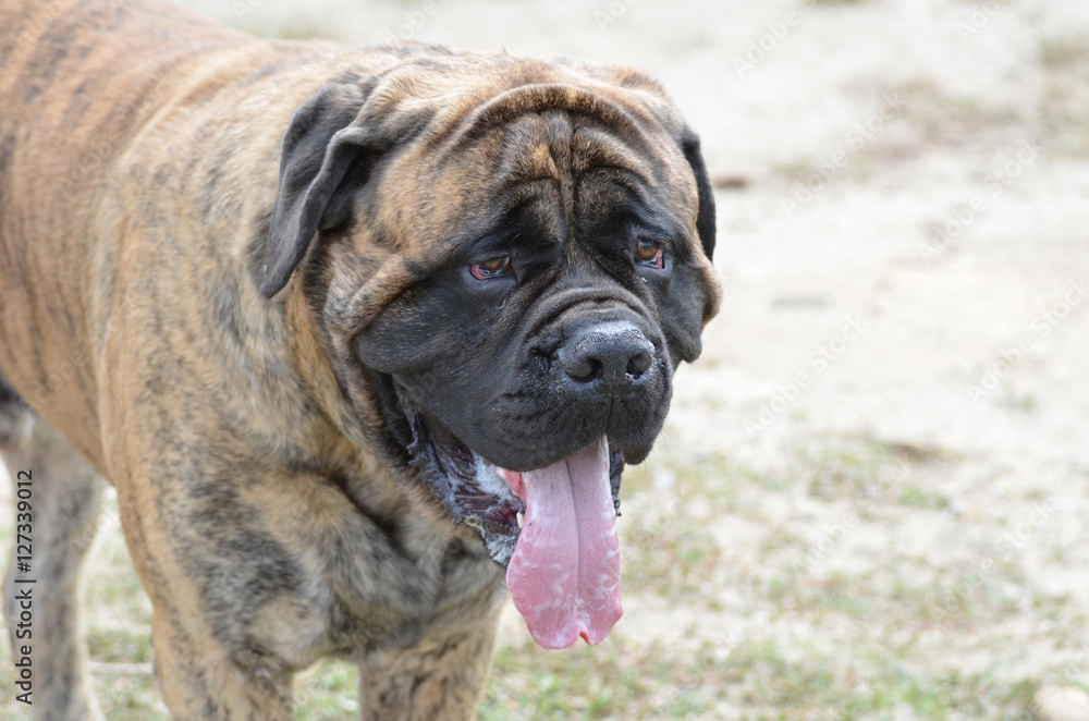 Do Bull Mastiffs Drool