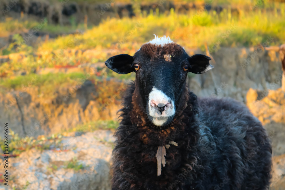 sheep Stock Photo | Adobe Stock