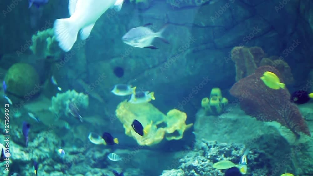 Aquarium with a large amount of tropical fish large and small. The ...