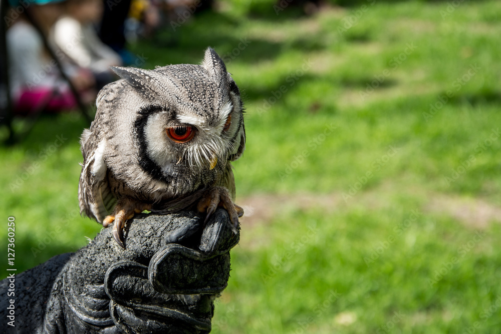 Bébé hibou 3 foto de Stock | Adobe Stock