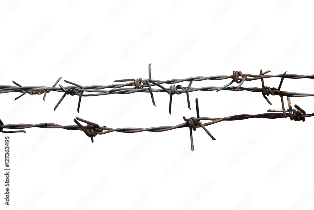 Barbed Wire on a white background Stock Photo | Adobe Stock