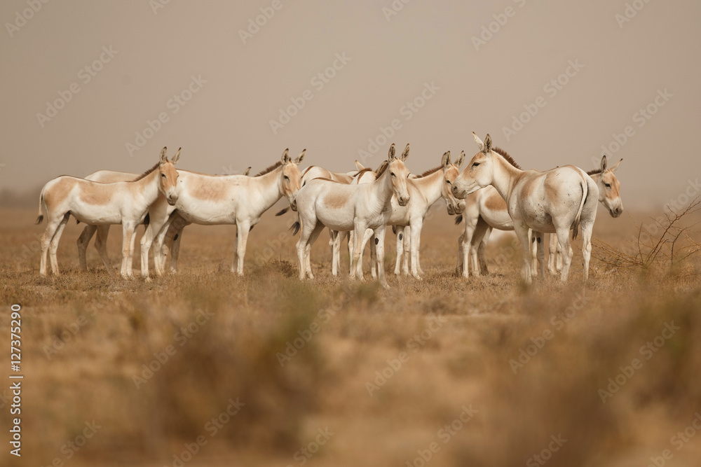 wild asses in the desert little rann of kutch, males fight, mating time ...