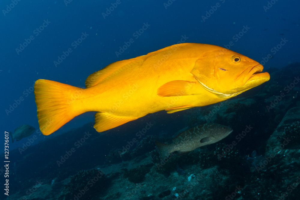 Yellow grouper sweetlips school of fish underwater Stock Photo | Adobe ...