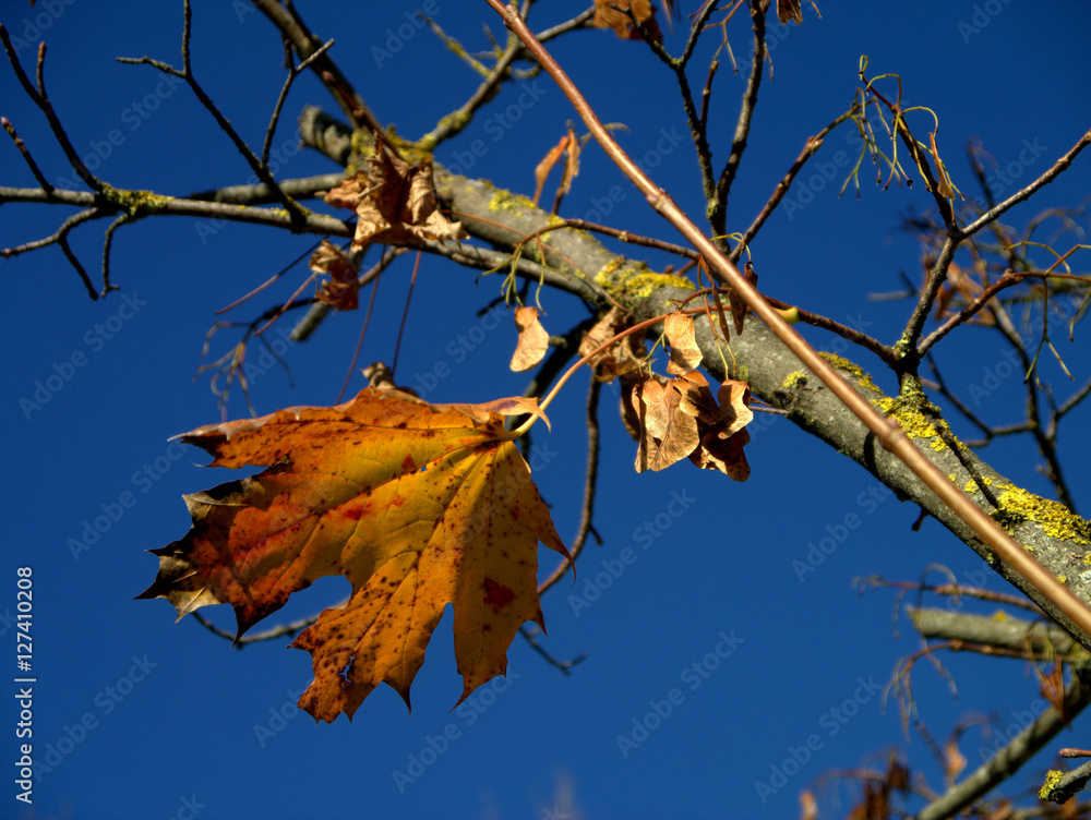 Autumn tree branch and leaf foto de Stock | Adobe Stock