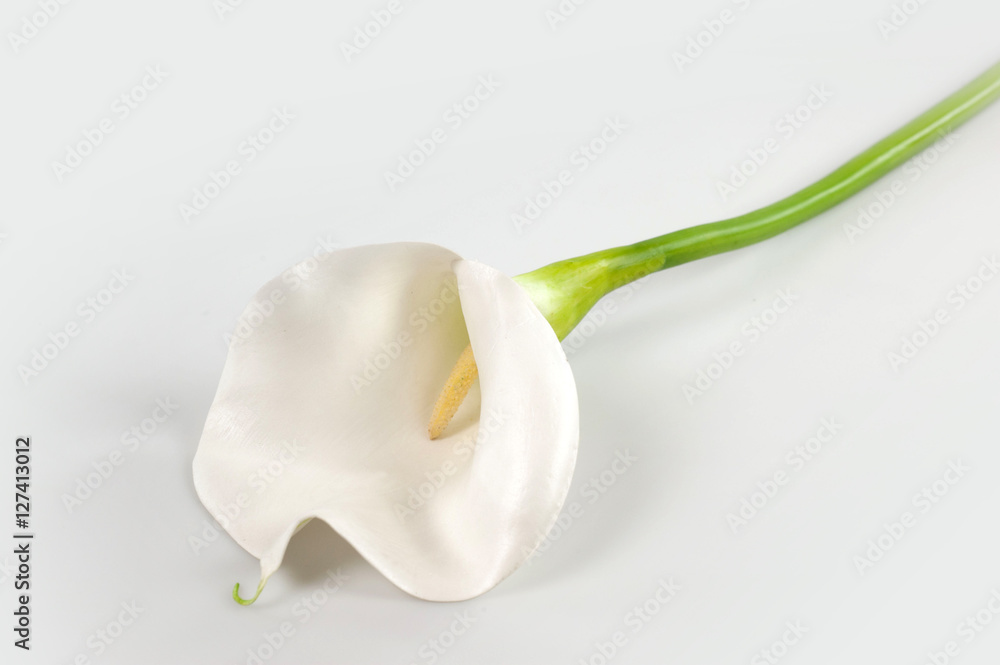 Calla Stock Photo | Adobe Stock