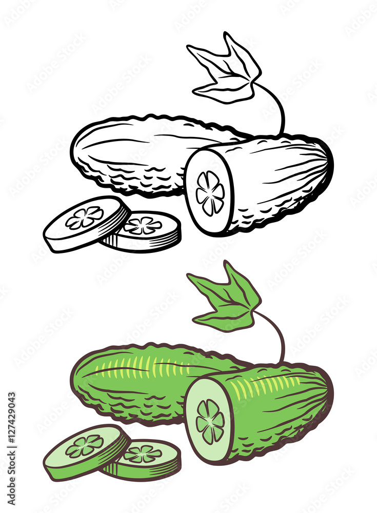 Stylized vector illustration of cucumber. Outline and colored version ...
