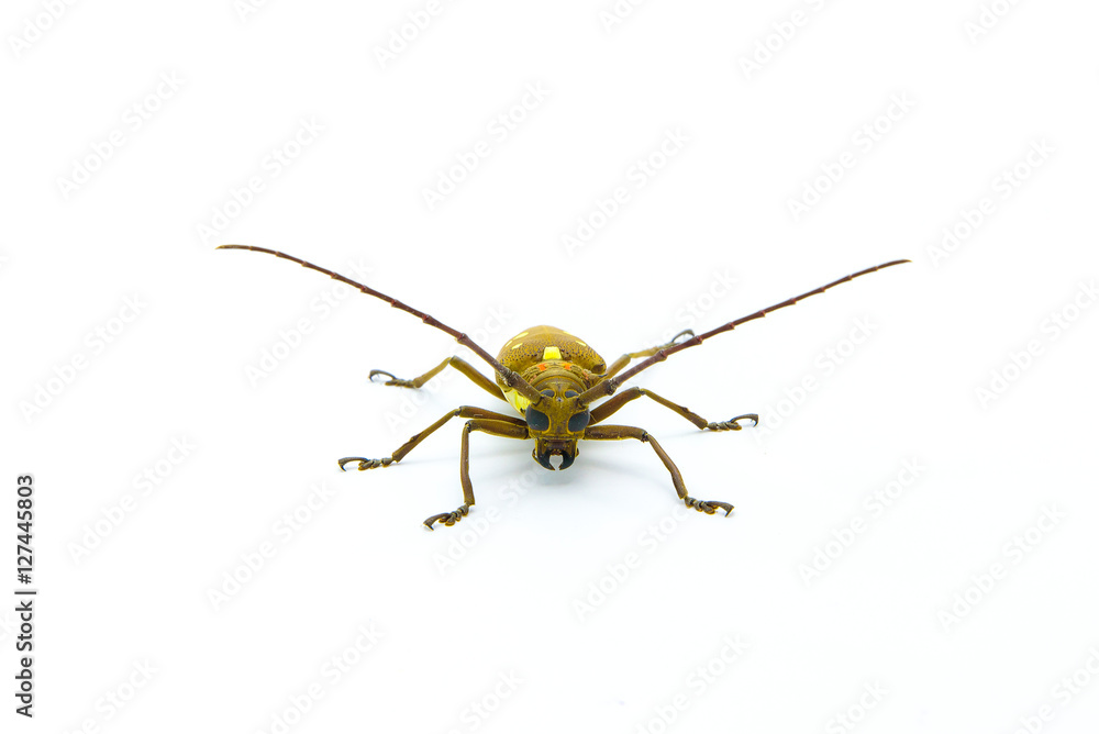 Long-horned Beetle (Dorysthenes walkeri Waterhouse) and wings with ...