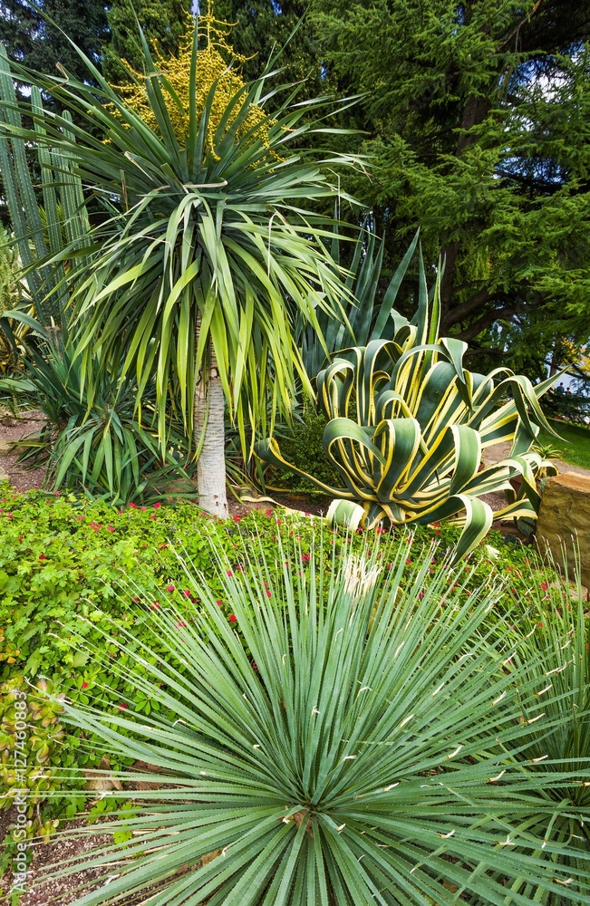 cactus plant agave and yucca in a botanical garden Stock Photo | Adobe ...