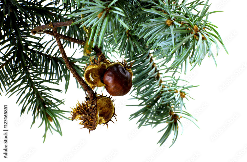 Fir tree branch isolated on white background with Dried prickly fruit ...