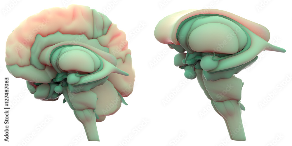 Human Brain Inside Anatomy Stock Illustration | Adobe Stock