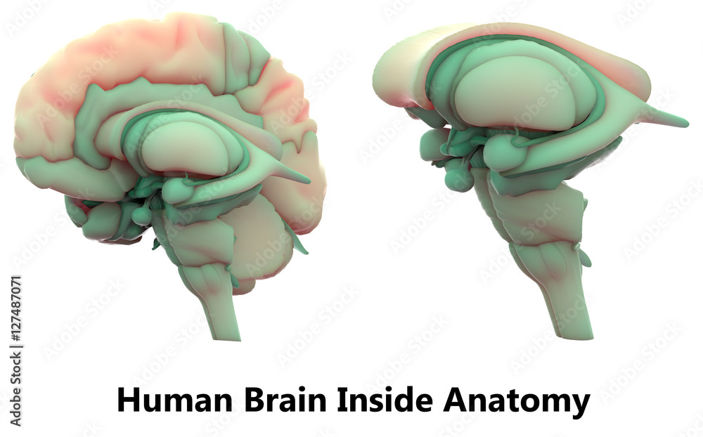 Human Brain Inside Anatomy Stock Illustration | Adobe Stock
