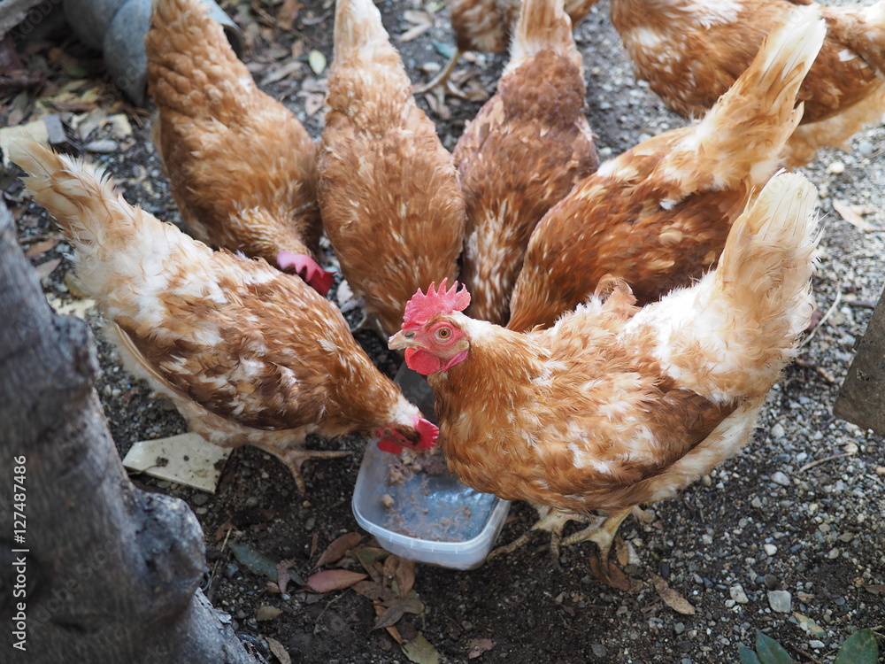 Foto Stock Galline che mangiano nel cortile | Adobe Stock