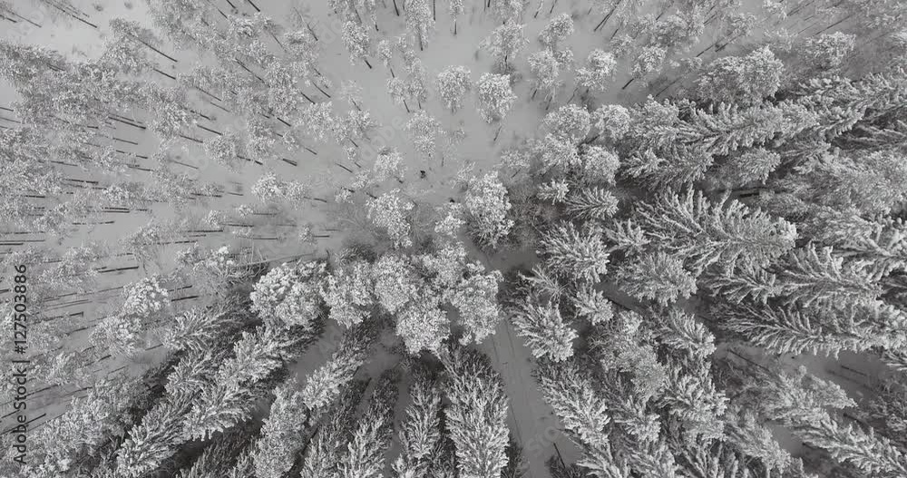 Camera moves among snow-covered trees during snowfall in forest at ...