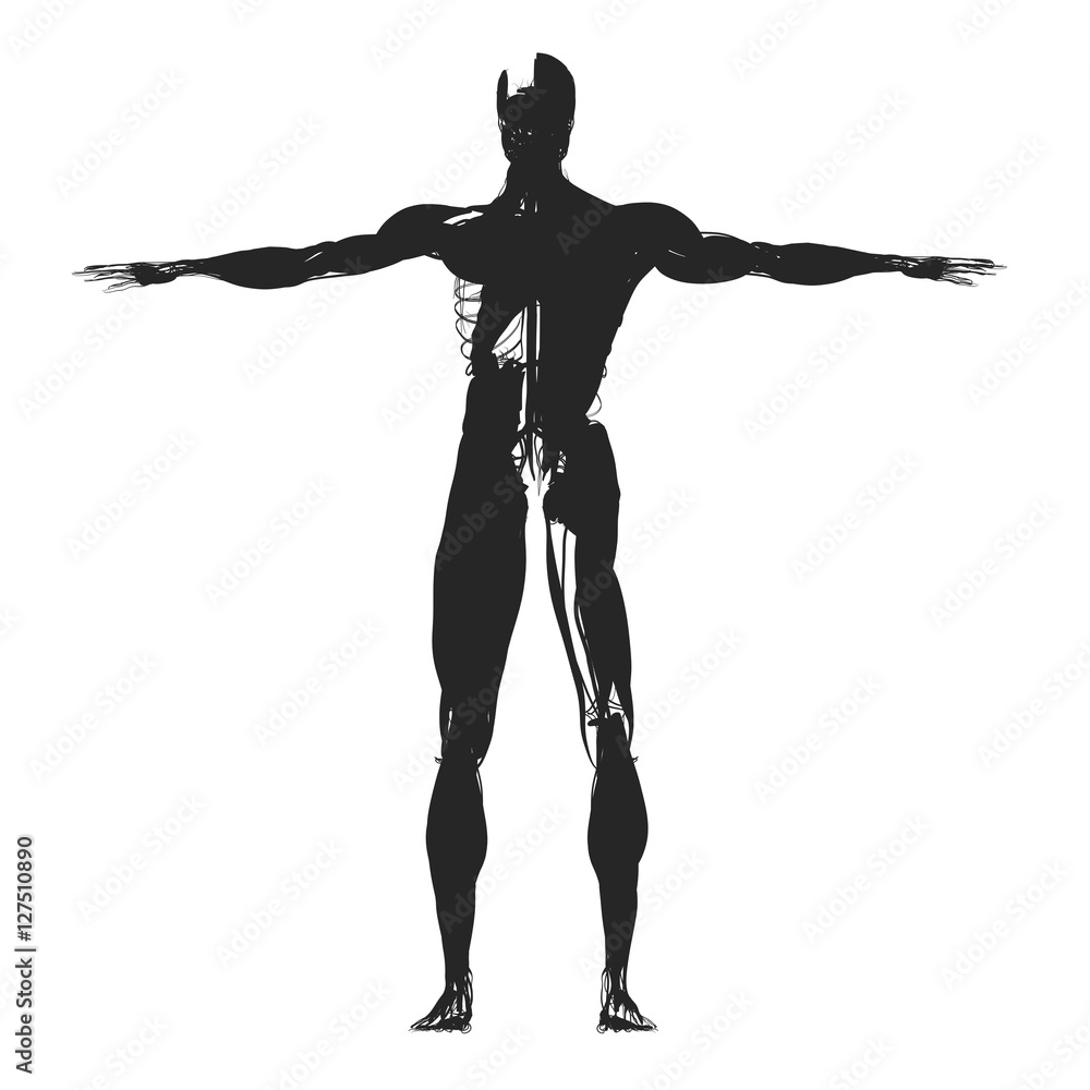 Human anatomy, health, sillhouette, outline. 3d illustration Stock ...