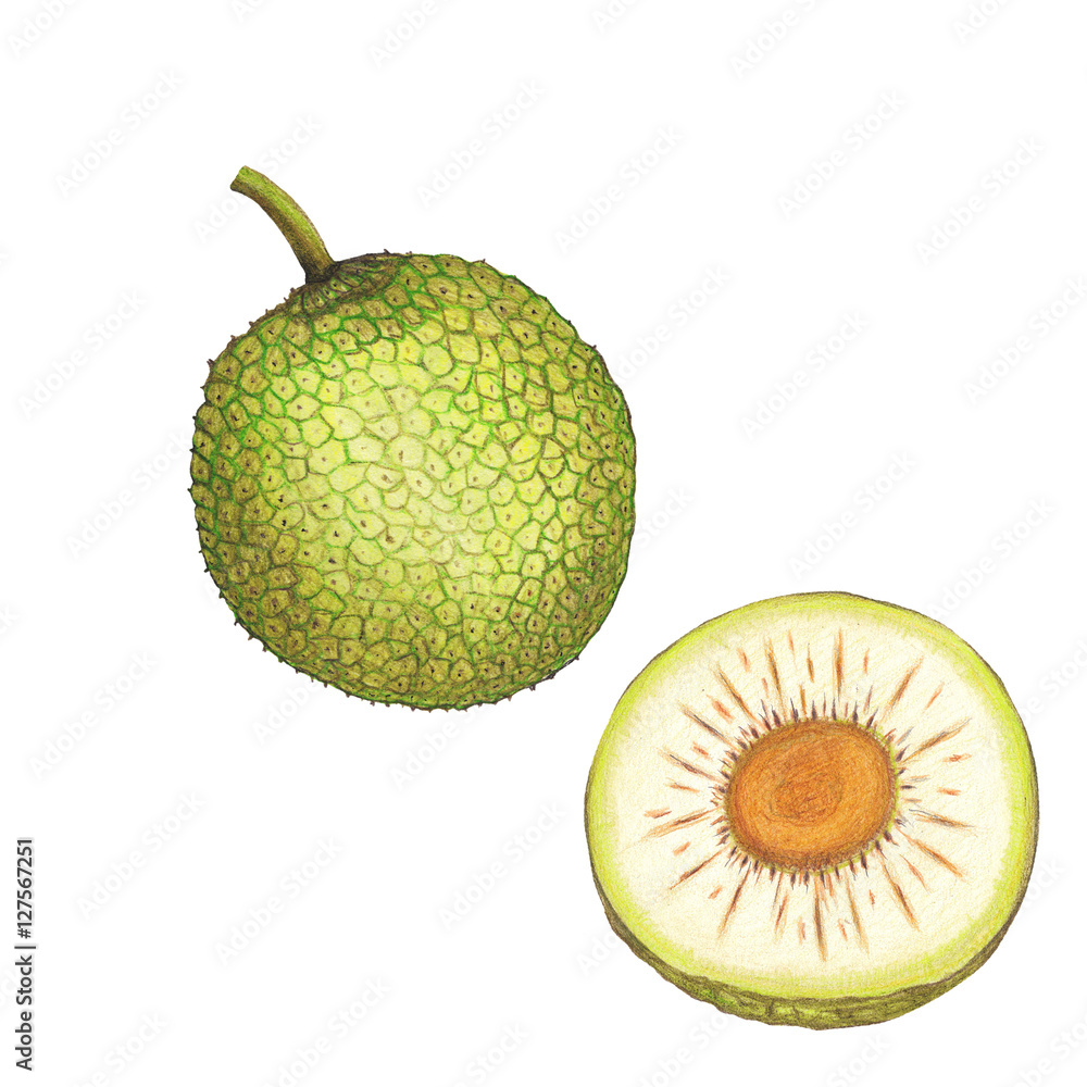 Isolated botanical illustration of breadfruit Stock Illustration ...
