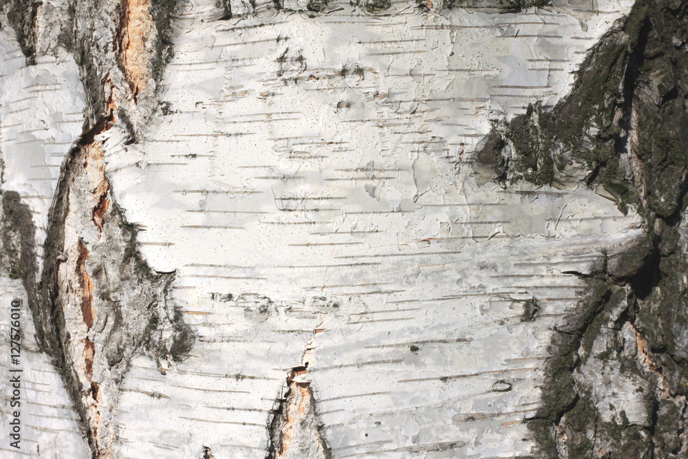 birch bark texture natural background paper close-up / birch tree wood texture / birch tree bark ...