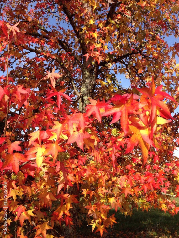 arbre en automne Stock Photo | Adobe Stock