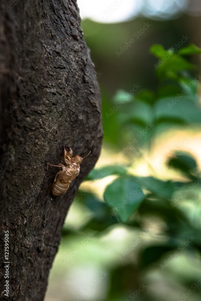 Cicada slough at tree, Chinese herbal medicine Stock Photo | Adobe Stock
