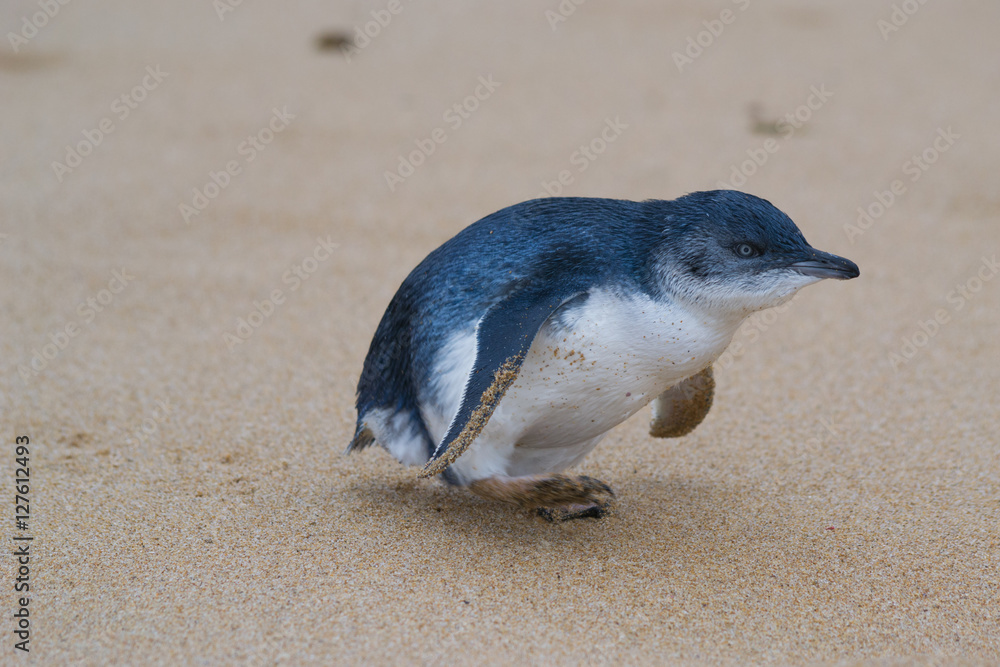 Penguin walking on a beach Stock Photo | Adobe Stock