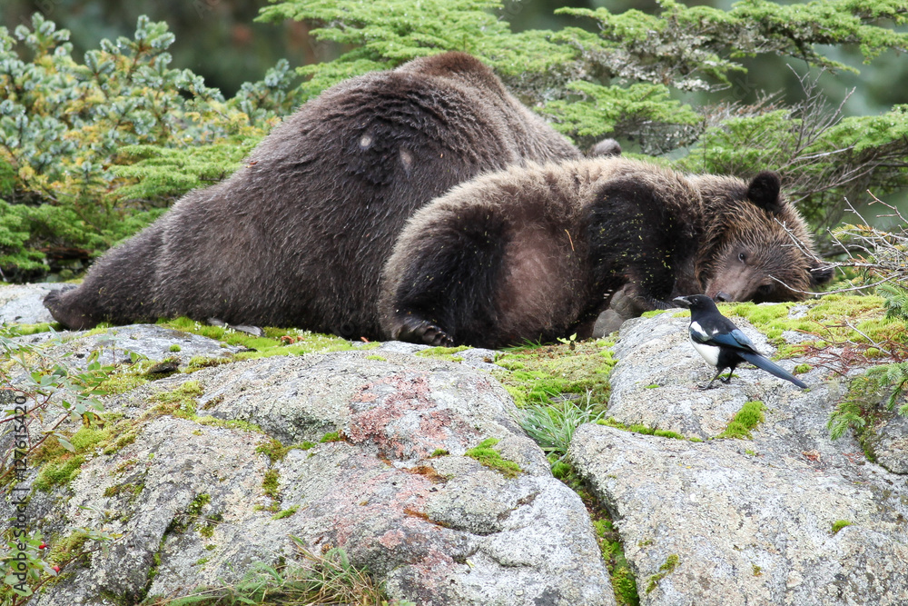 Brown bear lying down Stock Photo | Adobe Stock