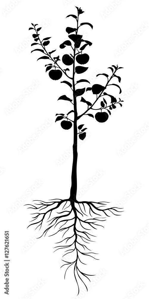 Poster Seedling apple trees with roots and fruits – Wall Art | UkPosters