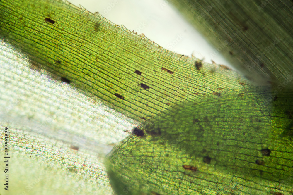 Foto de Waterweed Elodea leaf structure by microscope. Freshwater plant ...