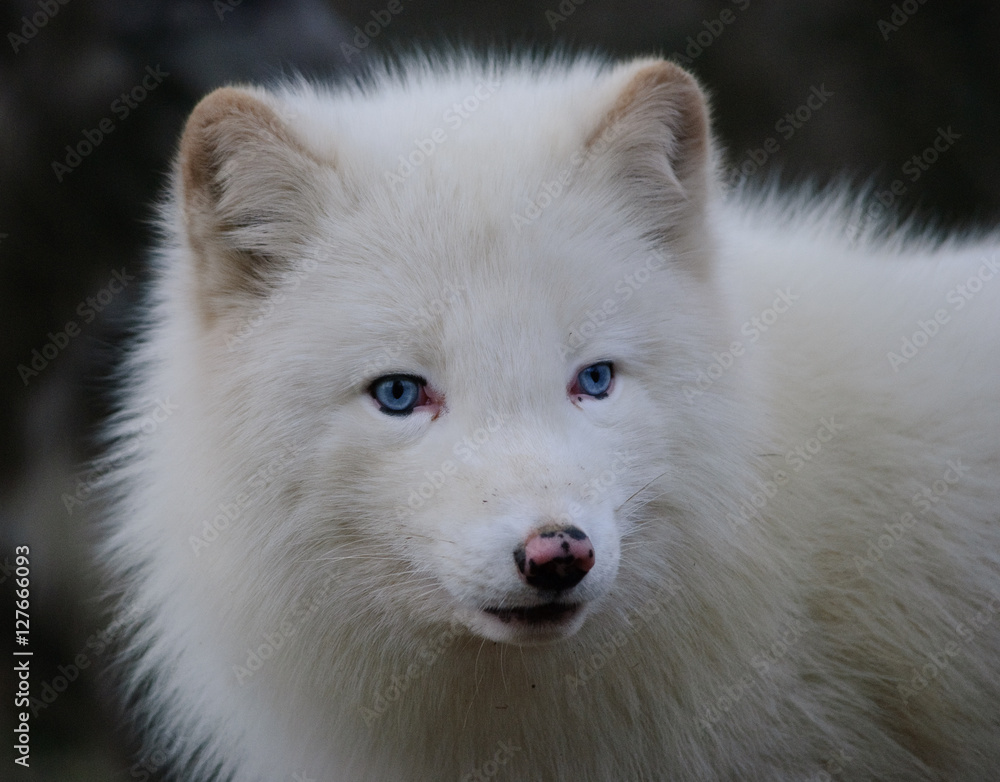 Arctic Blue Eyes