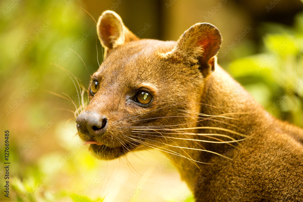 Fossa Eating