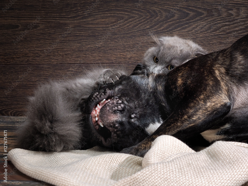 Fight cat and dog. Grey Cat. Muzzle black dog's mouth. The cat sharp ...