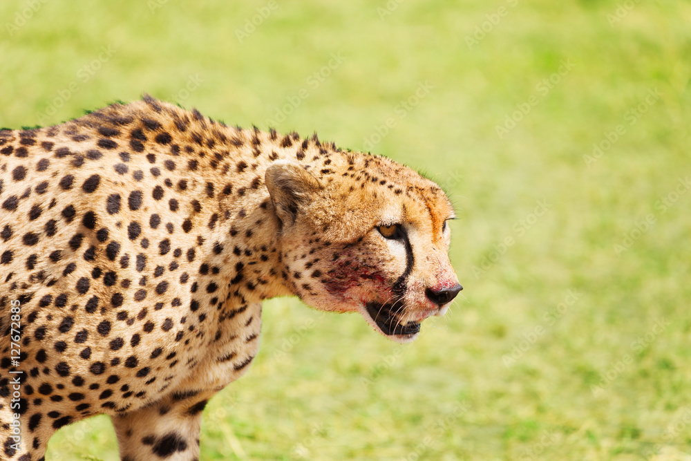 Side view portrait of wild cheetah after feasting Stock Photo | Adobe Stock
