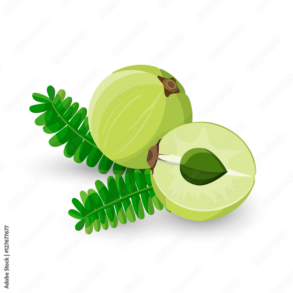 Amla Fruit Vector Illustration Phyllanthus Emblica Stock Vector | Adobe ...