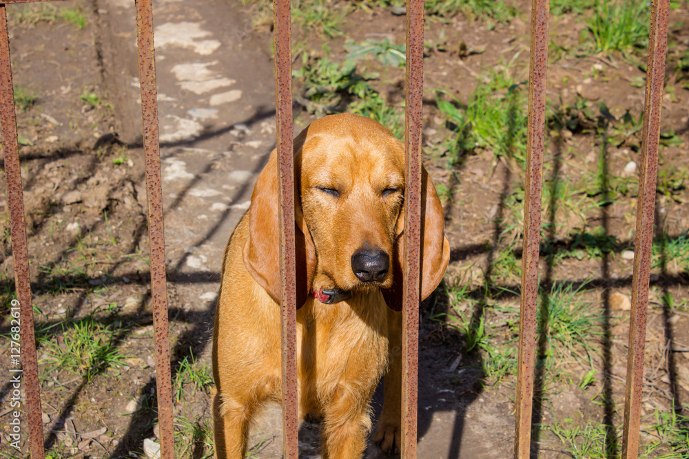 Dog behind bars in an animal shelter / Sad dog behind the fence / Lost ...