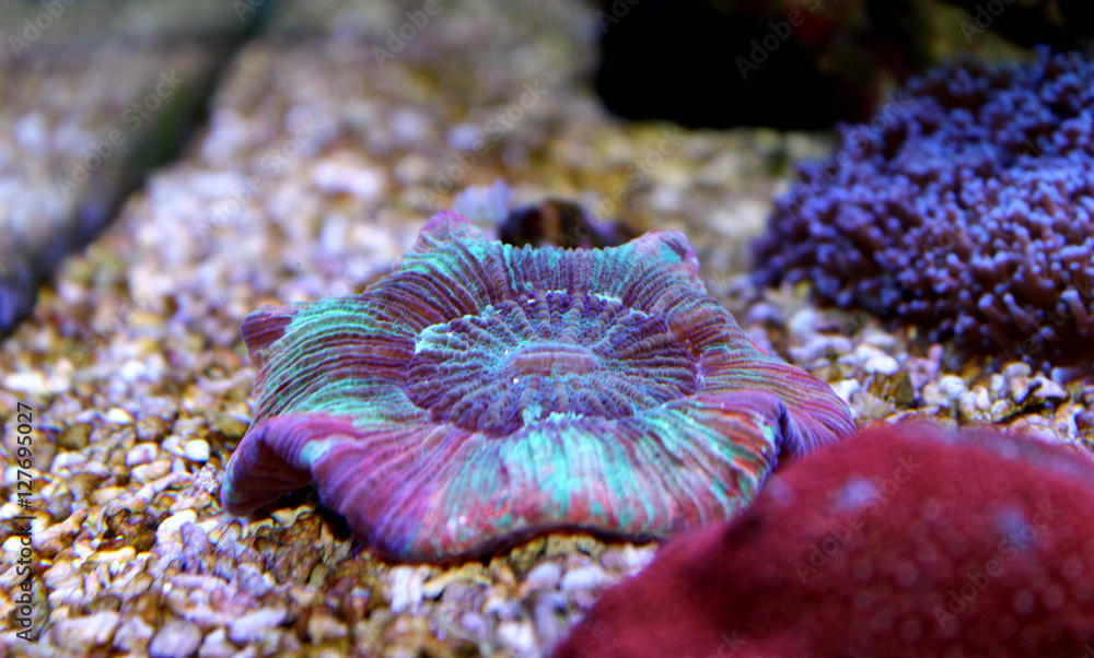 Rainbow Open Brain Coral