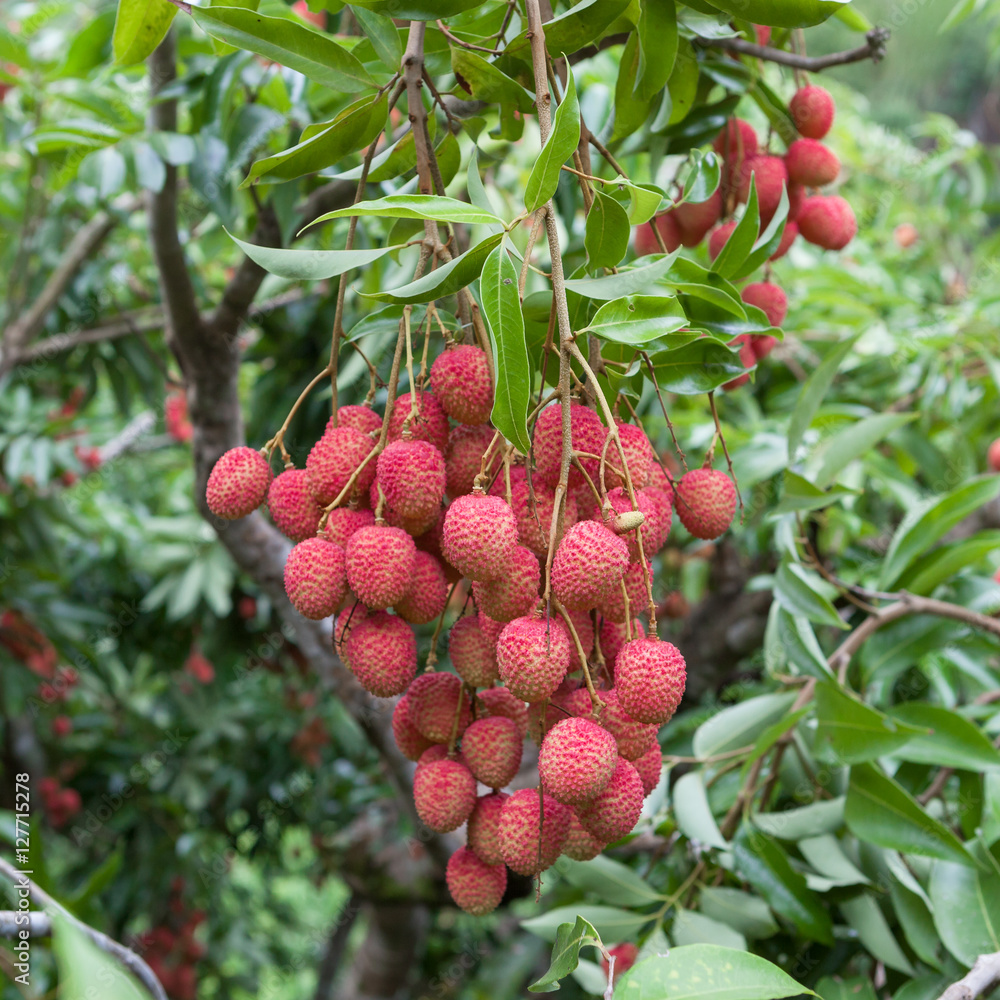 Big bunch of ripe red lychees hanging down from the tree branch. Lychee ...